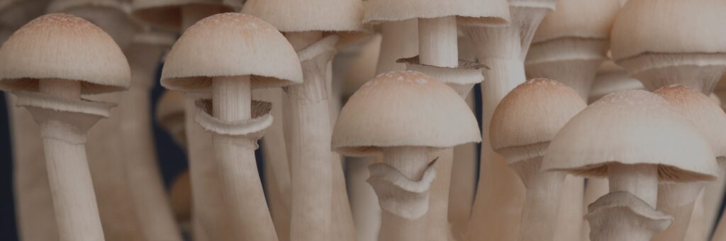 Which Shrooms Should I Grow First? | Fungi.org