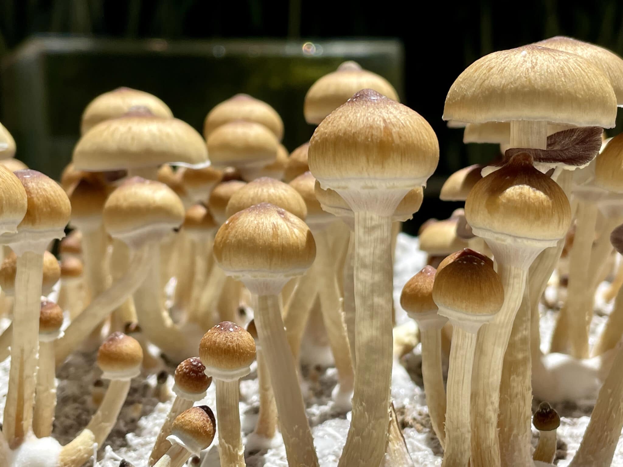 Harvesting Guide: Fruiting And Harvesting Magic Mushrooms