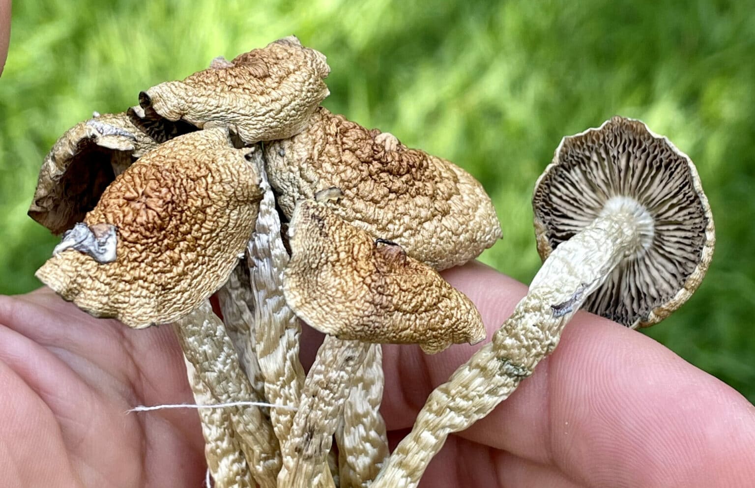 Harvesting Guide: Fruiting And Harvesting Magic Mushrooms