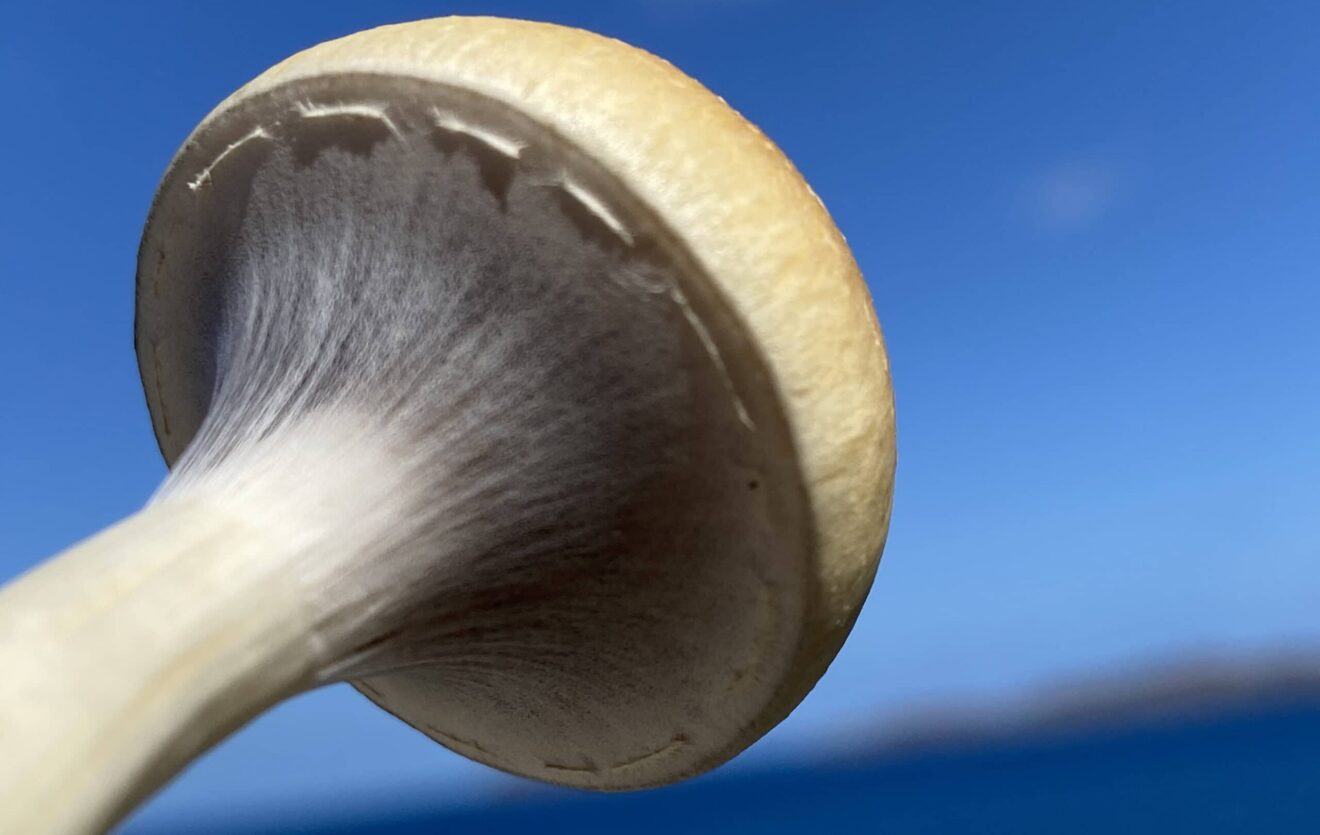 Harvesting Guide: Fruiting And Harvesting Magic Mushrooms