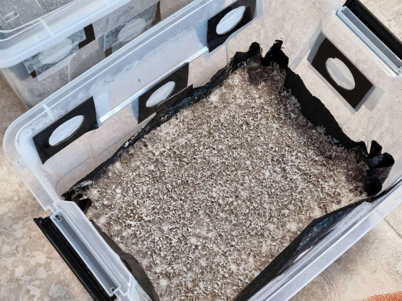 Harvesting Guide: Fruiting And Harvesting Magic Mushrooms